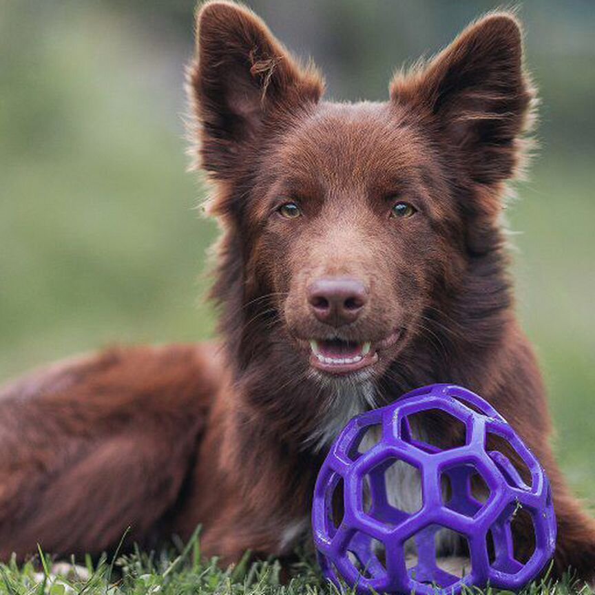Выгул собак Екатеринбург