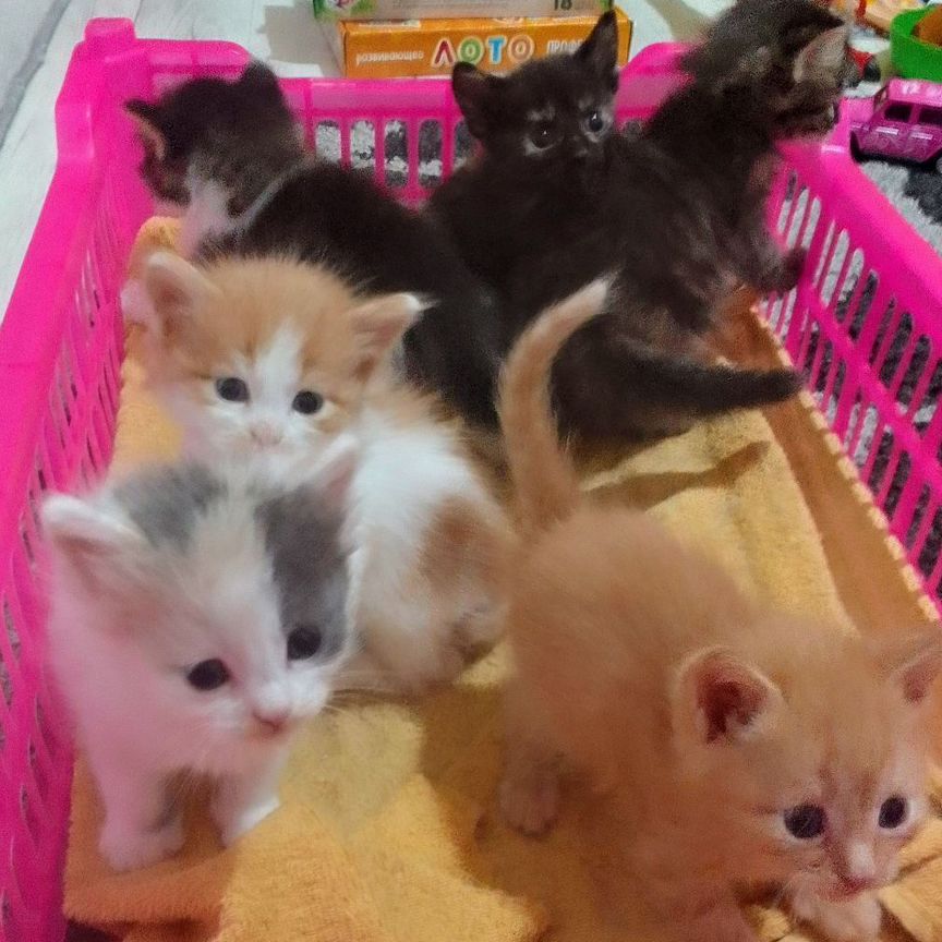 Котята в добрые руки
