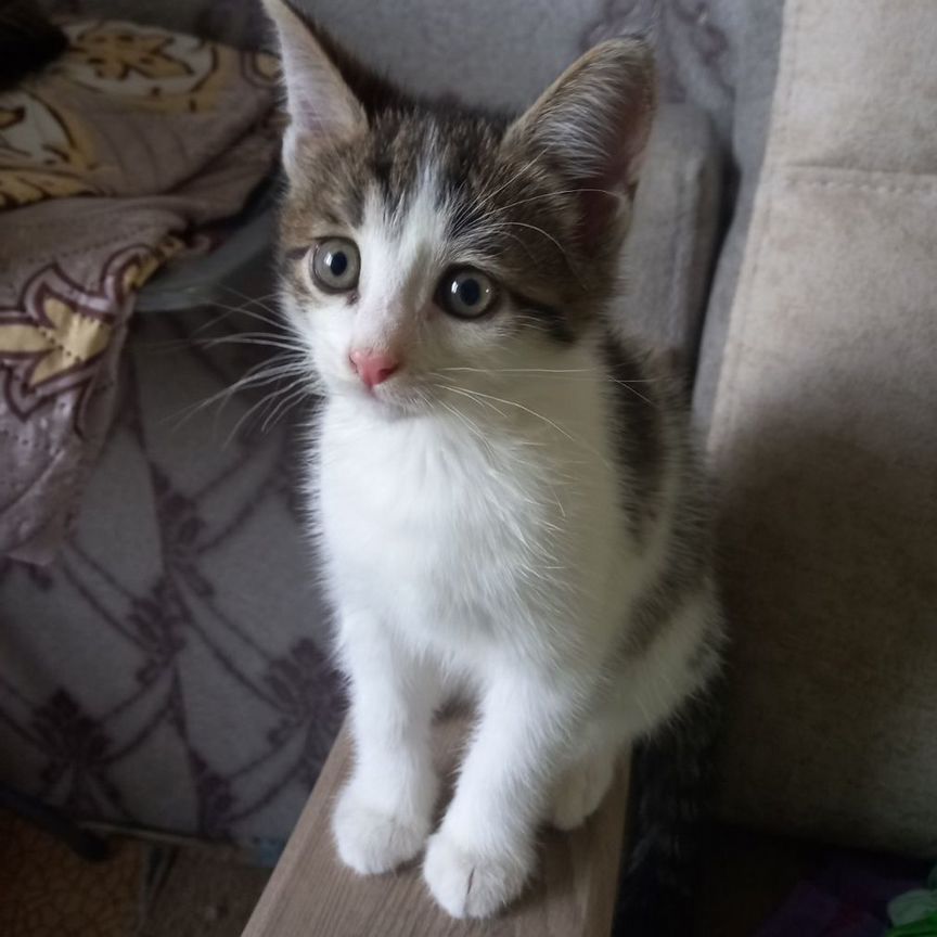Милый котёночек ищет дом