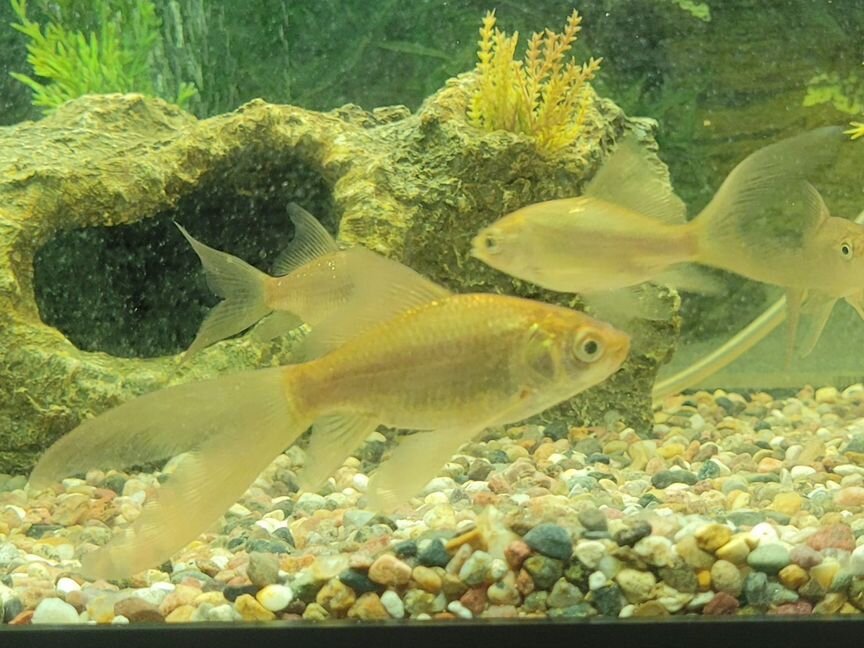 Помесь карася и золотой рыбки