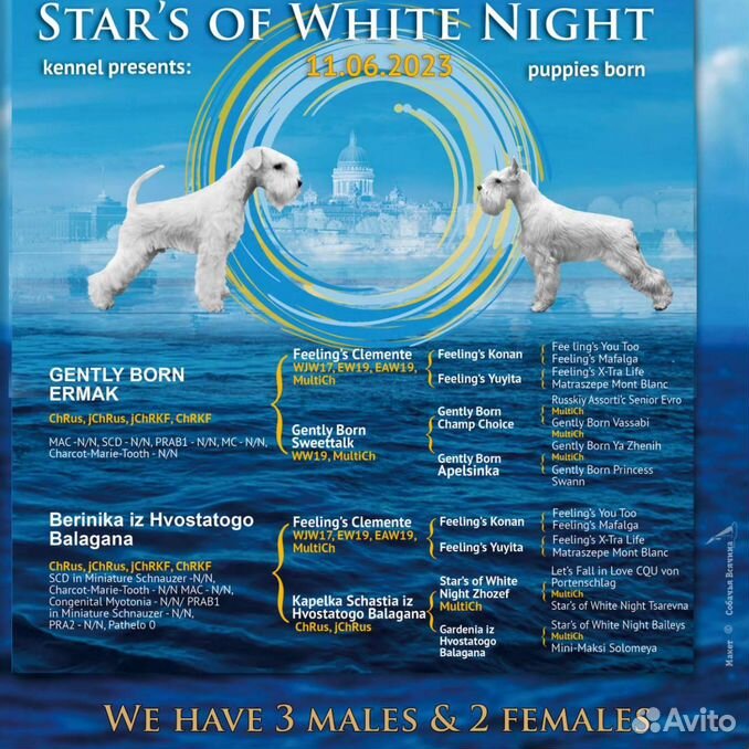 Цвергшнауцер щенки белый