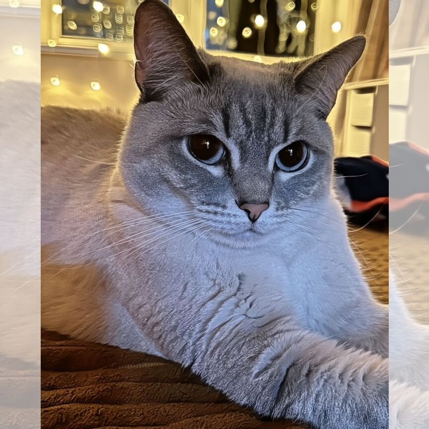 Невская маскарадная, взрослая кошка