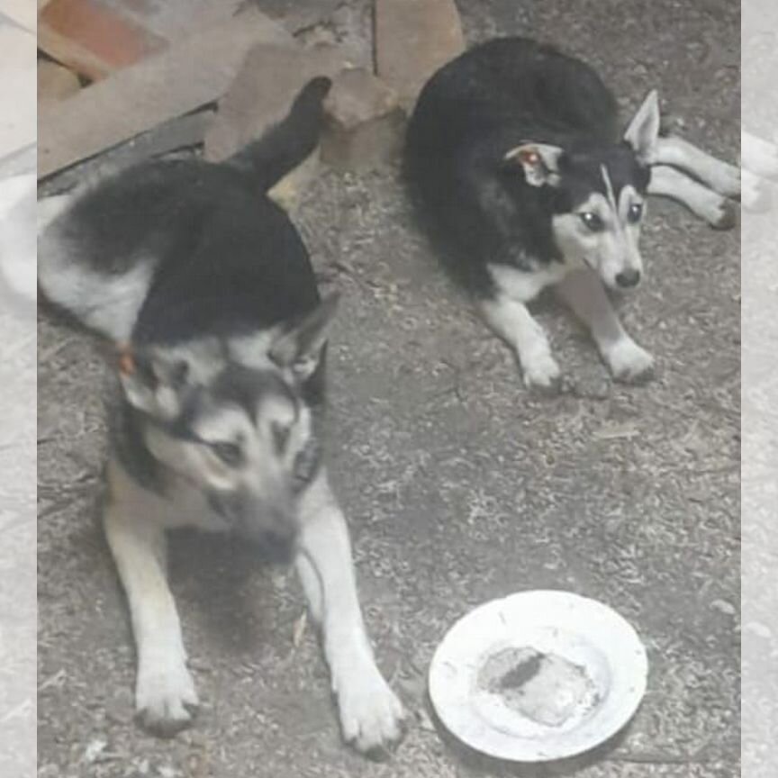 Охранная собака