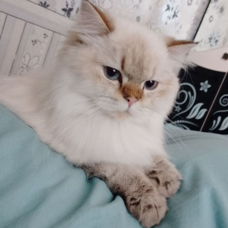 Серебристая шиншилла кошка