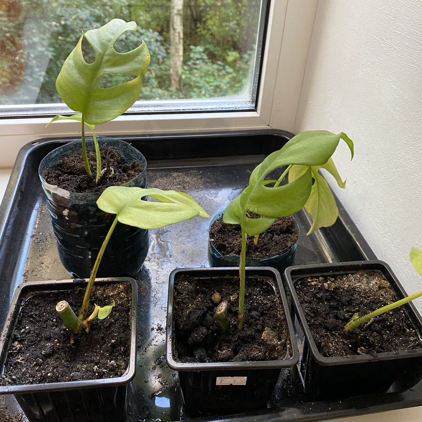 Рафидофора тетрасперма