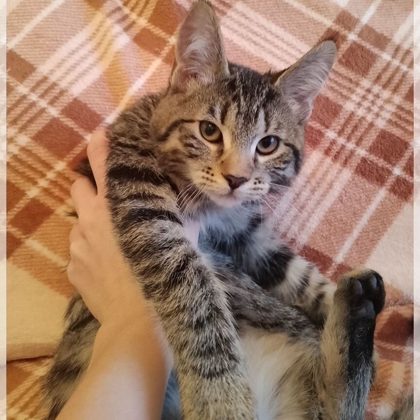 Кошечка в добрые руки