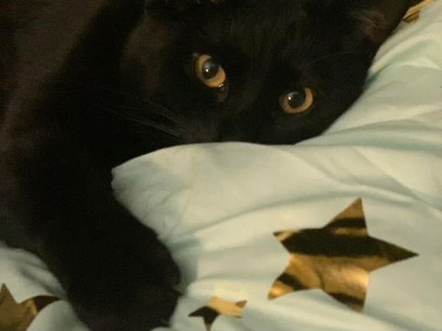 Прямоухая шатланская кошечка