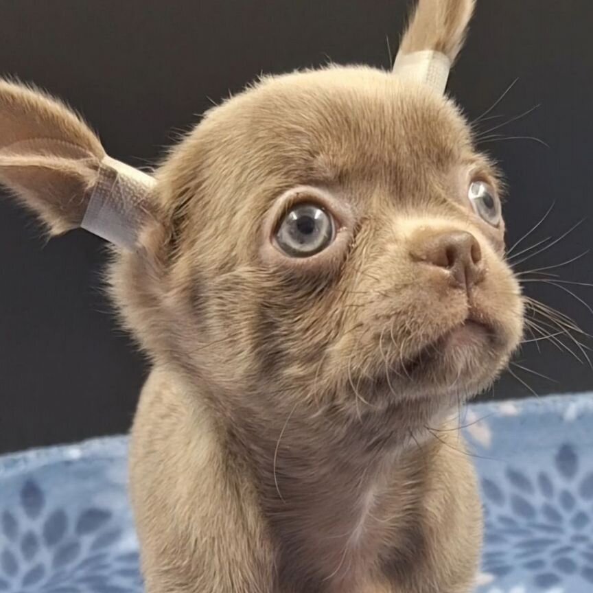 Щенки чихуахуа