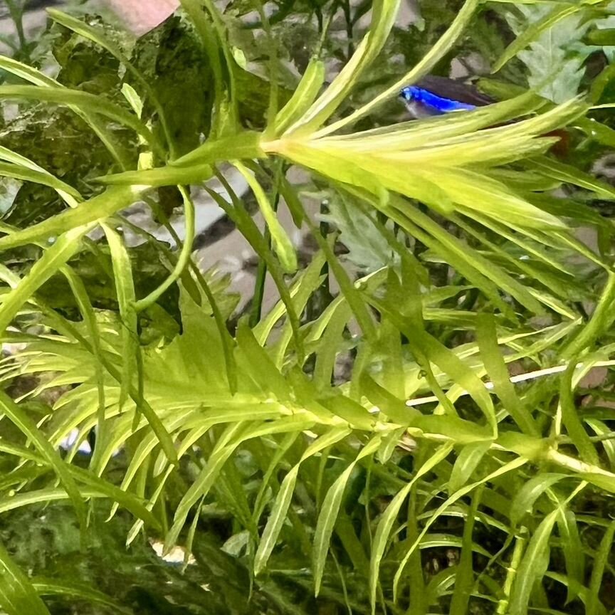 Растения для аквариума,элодея