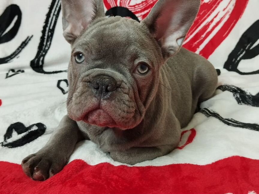 Щенок французского бульдога