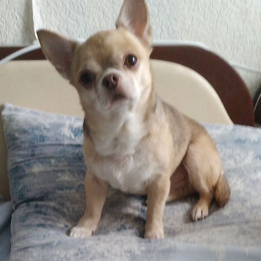 Чихуахуа ищет девочку на случку