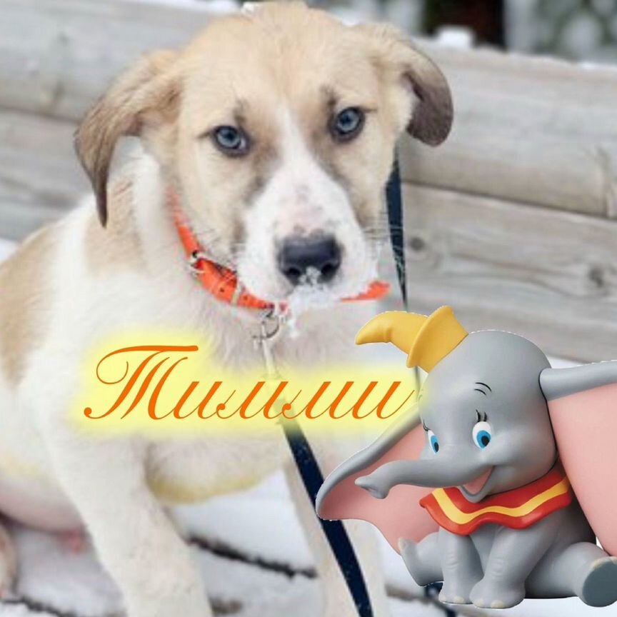 Тимми щенок бесплатно