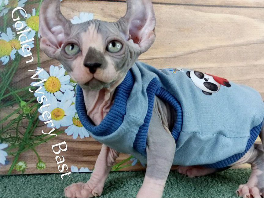 Сфинкс Эльф