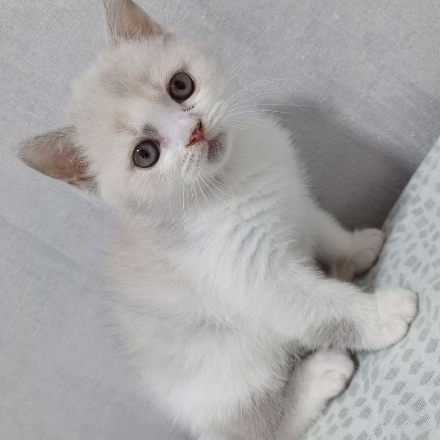 Продам британских котят