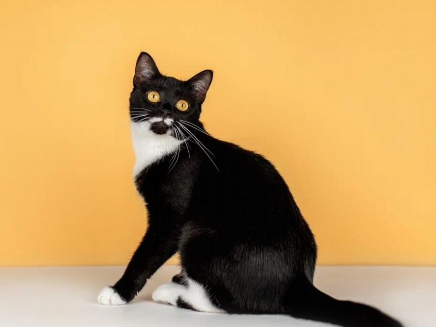 Кошка,котик,котёнок из приюта