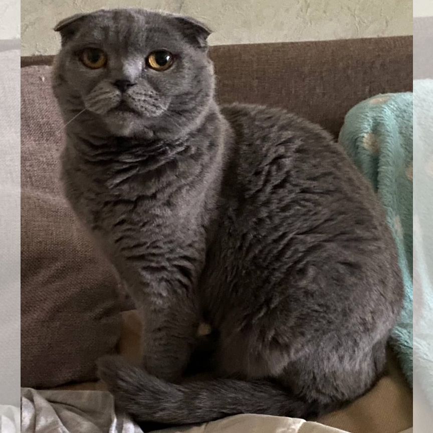 Шотландская вислоухая короткошёрстная, взрослая кошка
