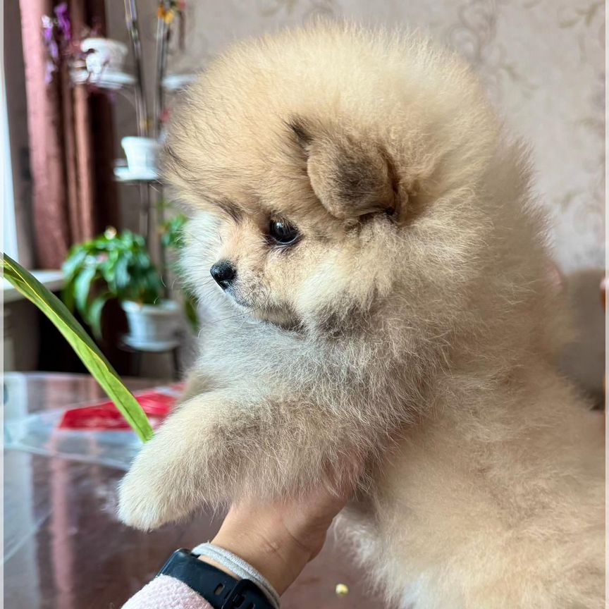 Померанский шпиц