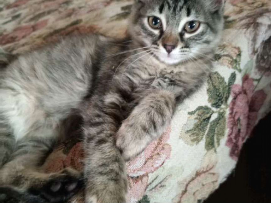 Котёнок Мальвина