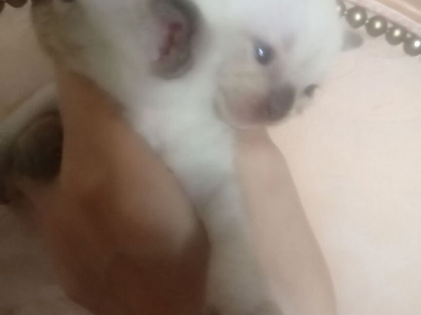 Котята сиамские силпойнт