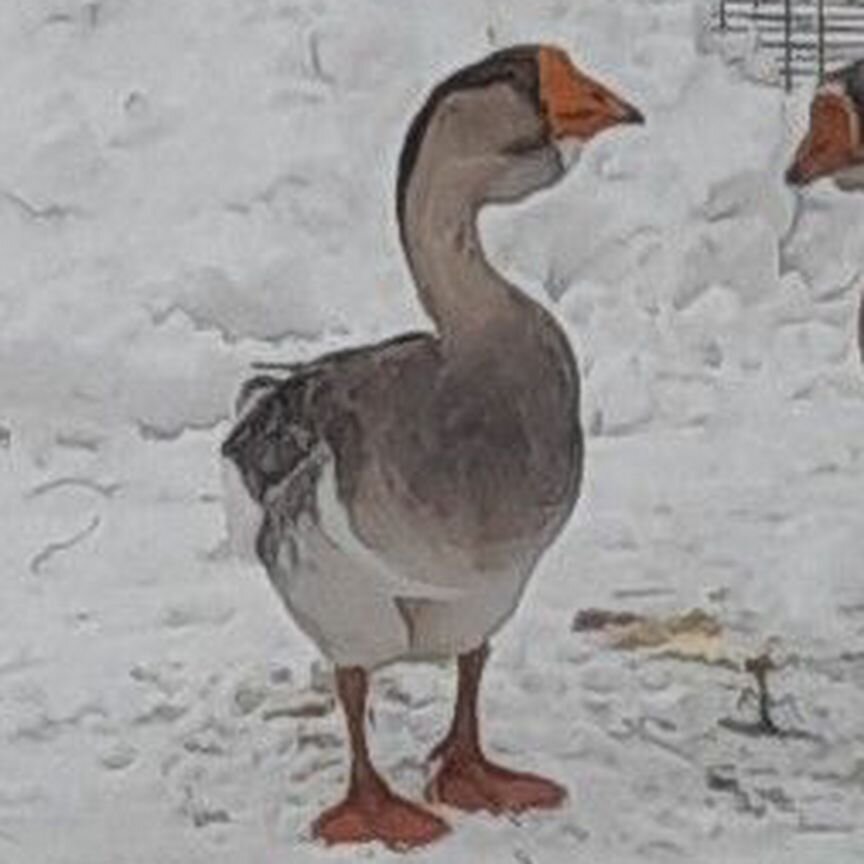 Холмогорские гуси