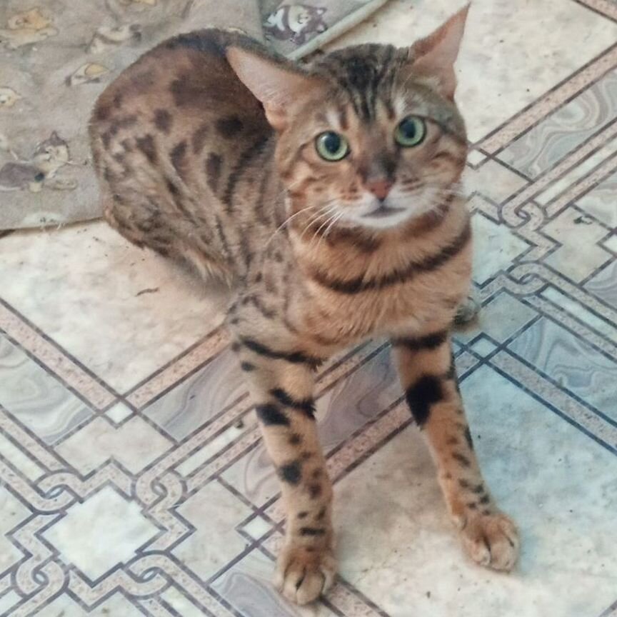 Отдам бесплатно Бенгала