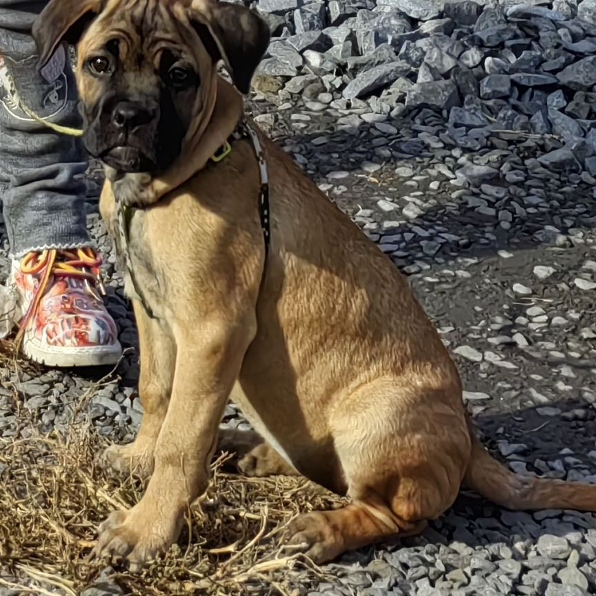 Кане корсе щенок