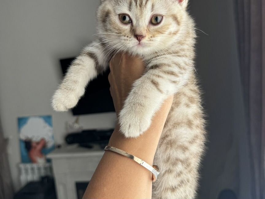 Британские котята