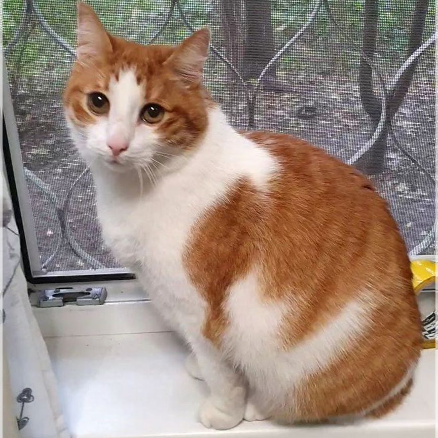 Ласковый рыжий Ларс - в дар