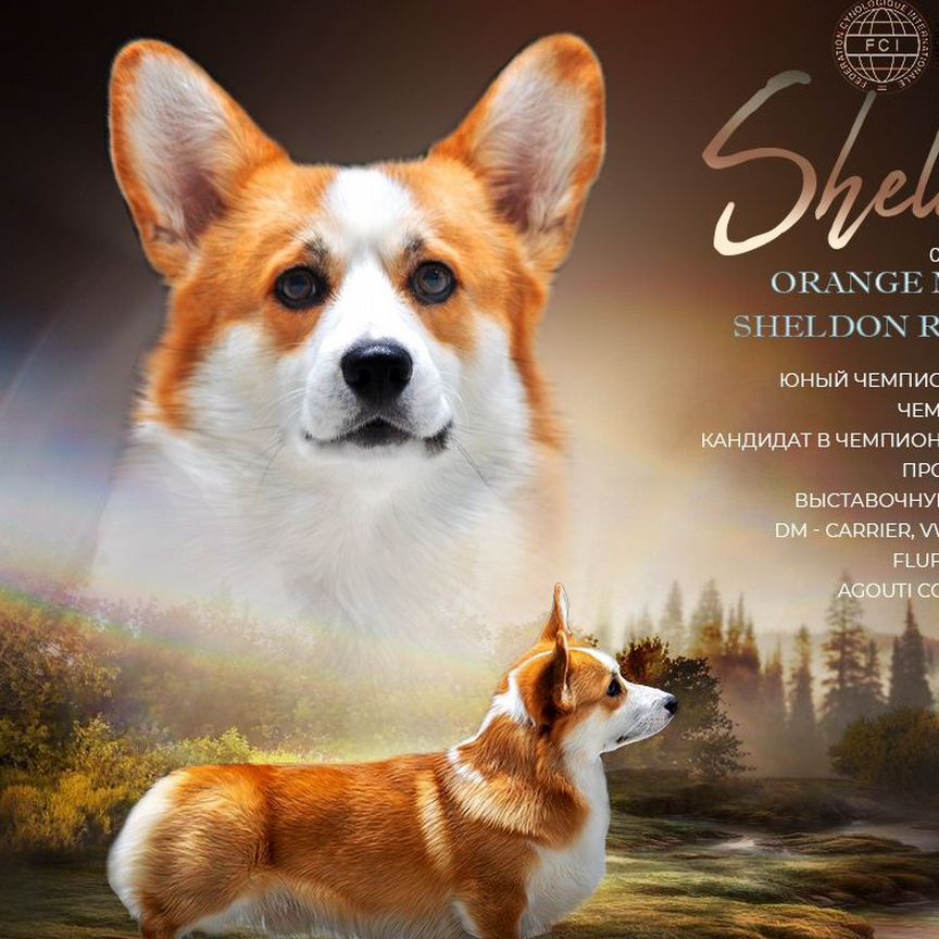 Вельш Корги Пемброк, вязка