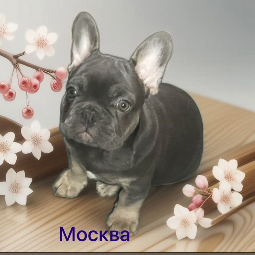 Французский бульдог мальчик