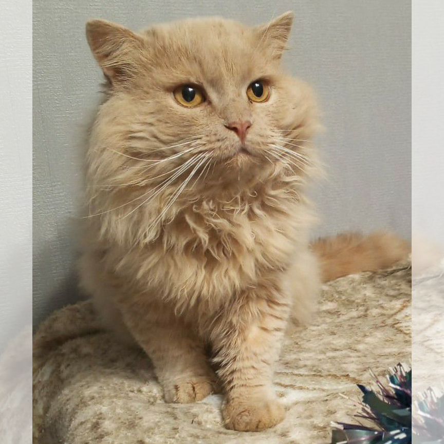 Взрослый кот в добрые руки