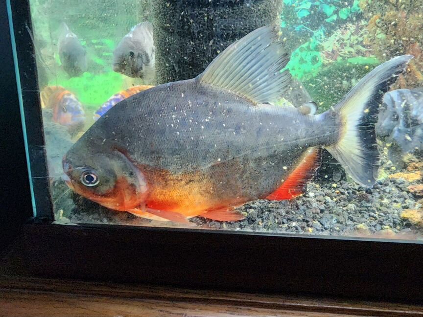 Аквариумные рыбки очень крупные