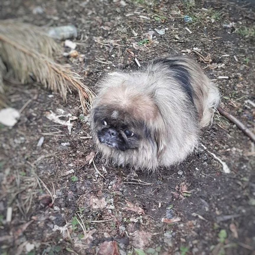 Найдена собака