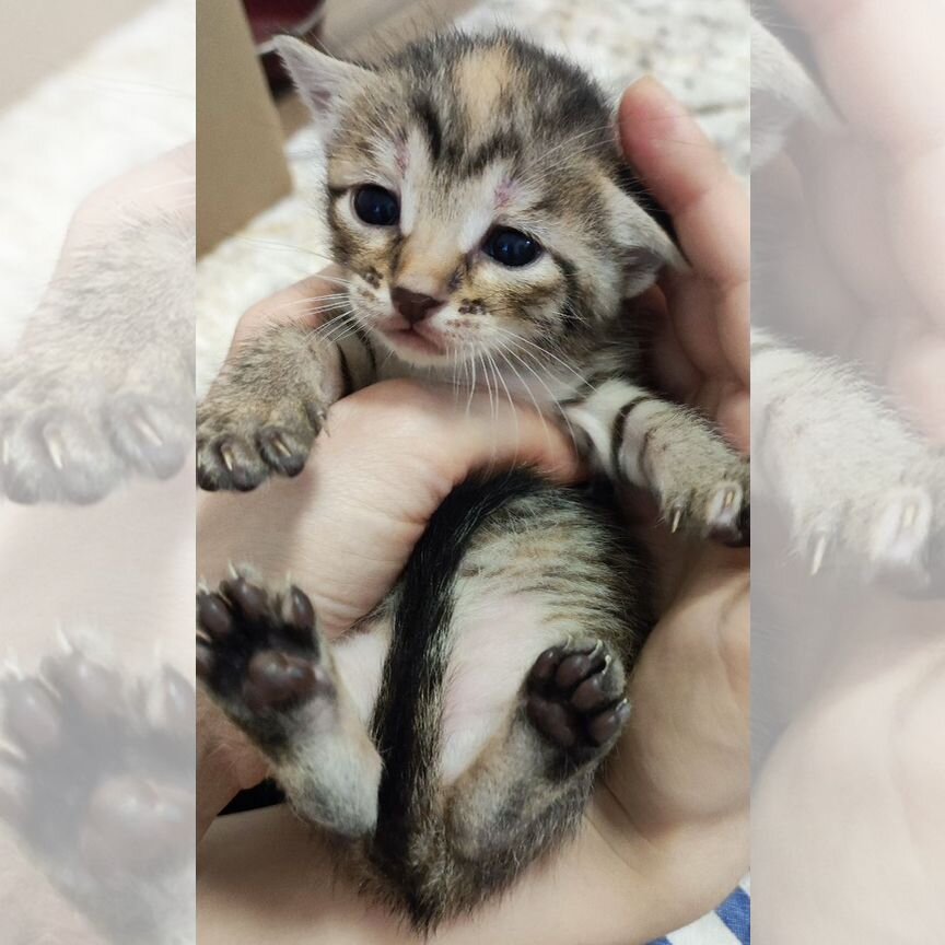 Котята за пакет корма