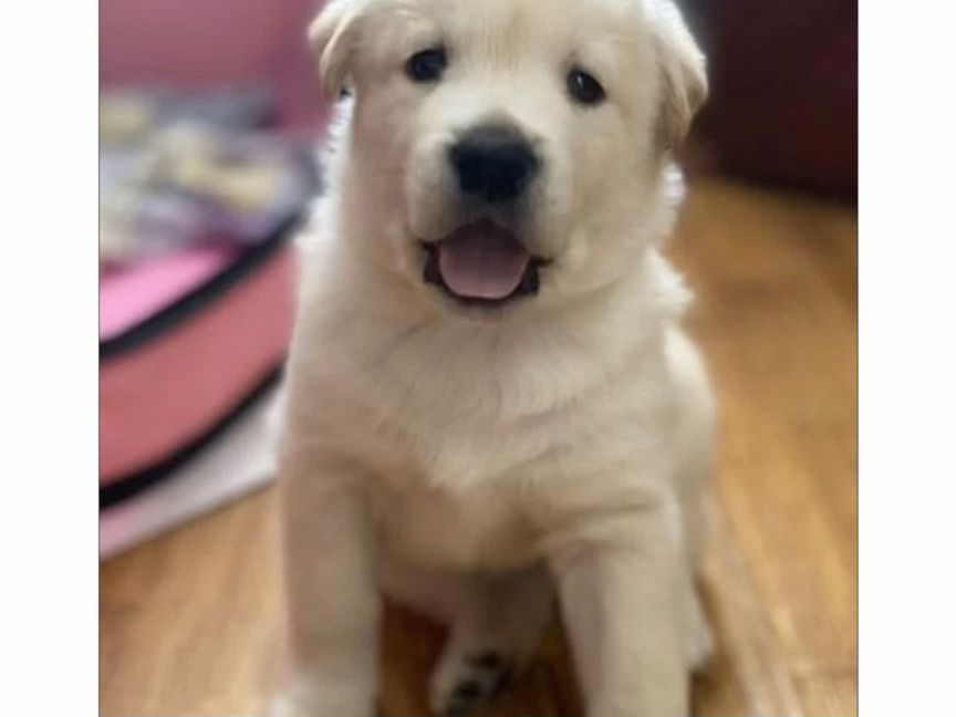 Щенки бшо/Швейцарская овчарка