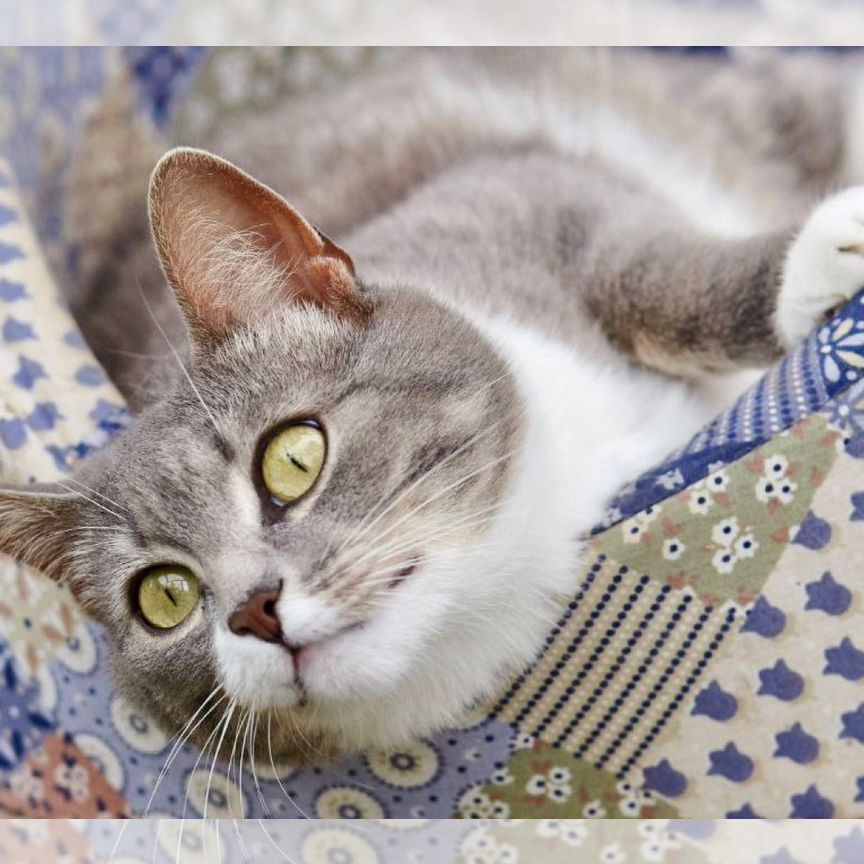 Взрослая, кошка в добрые руки