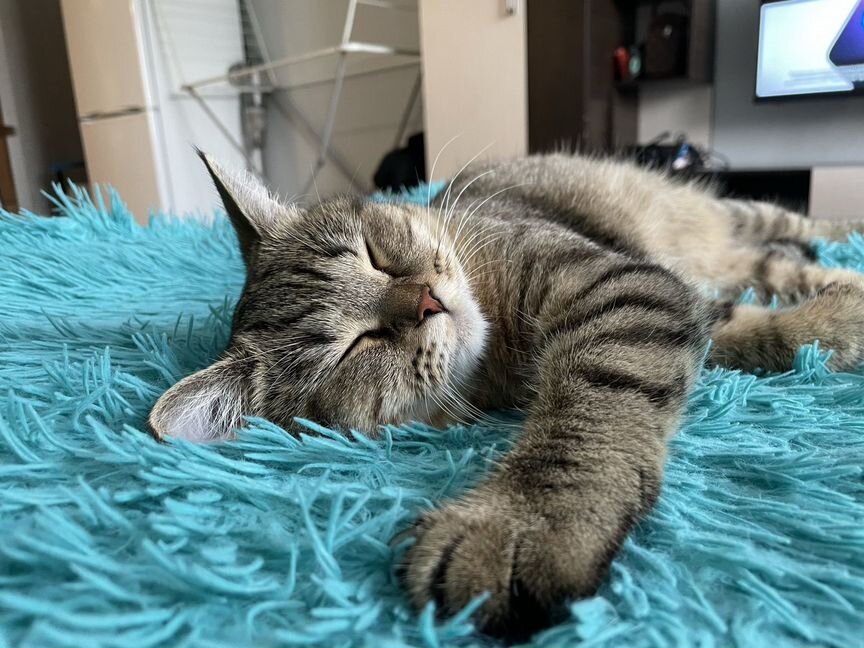 Кошка