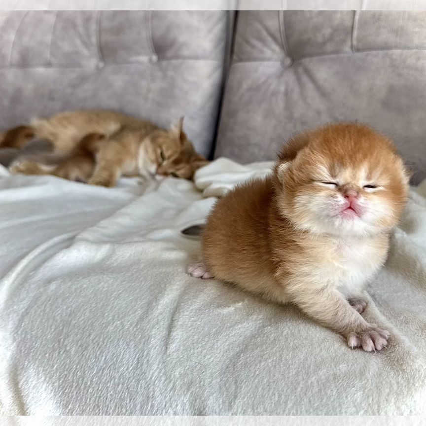 Британский короткошёрстный котёнок