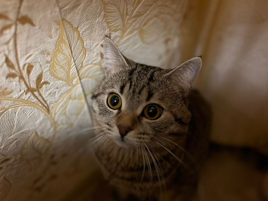 Шотландец кот вязка