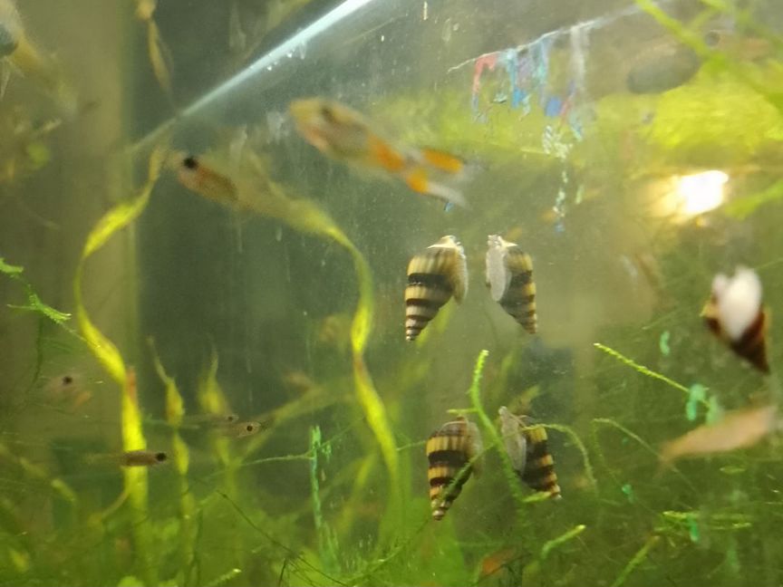 Улитка хелена, водоросли валлиснерия