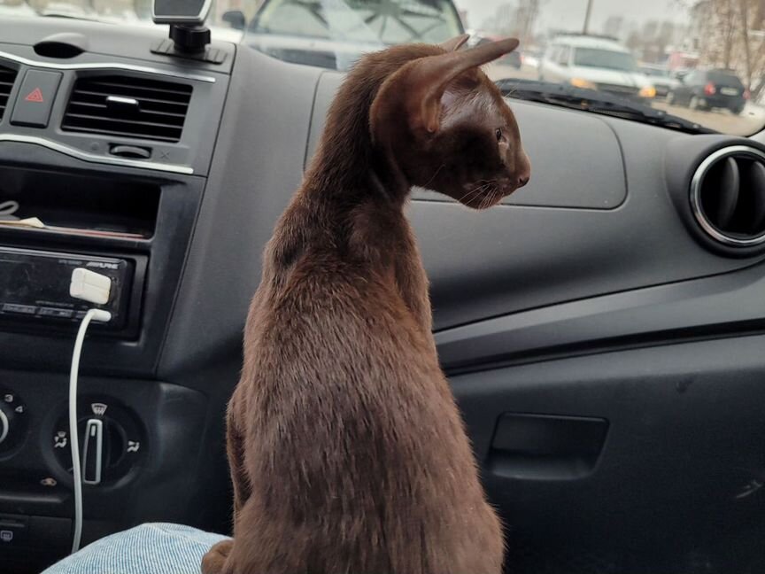 Ориентальные котята