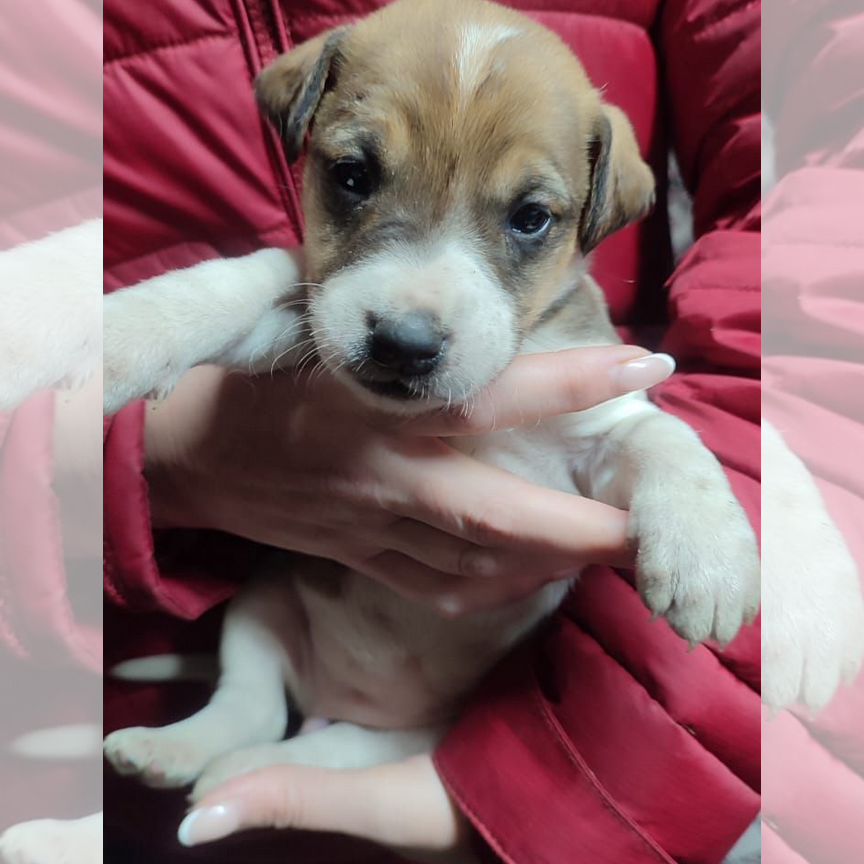 Щенок в добрые руки