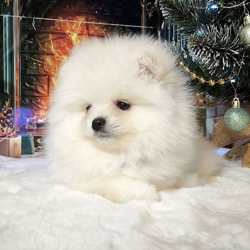 Померанский шпиц, щенок