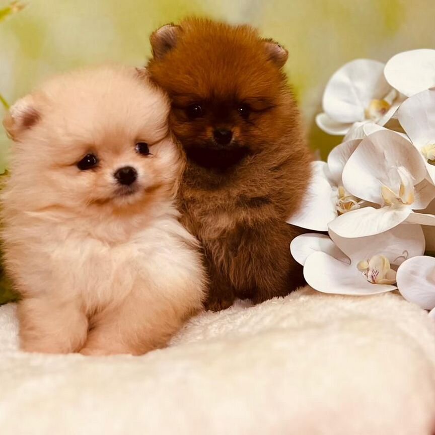 Сладкие шпицульки