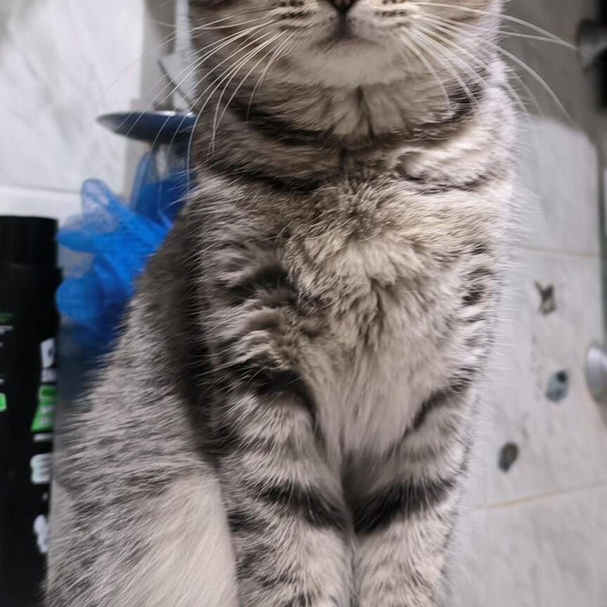 Рокси в добрые руки