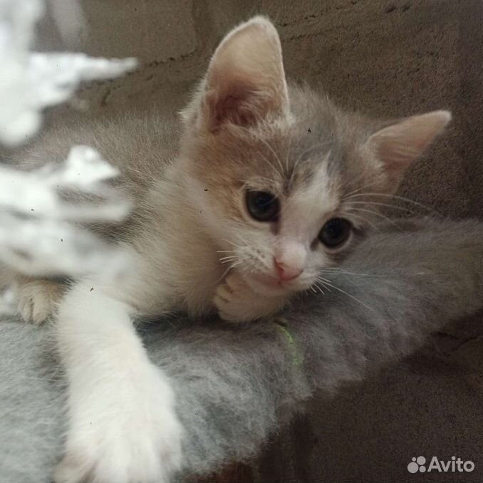 Кошечка Маргоша