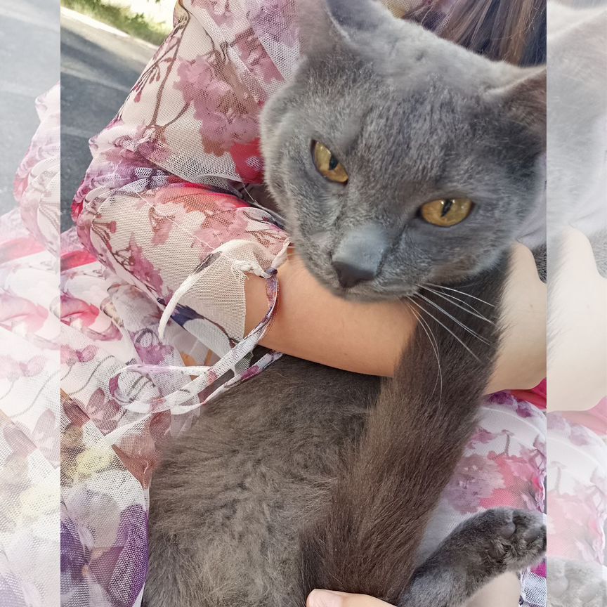 Отдадим котёнка