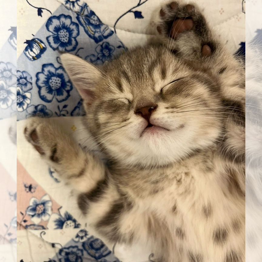 Британские котята