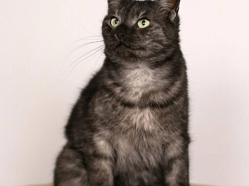 Кошка в добрые руки