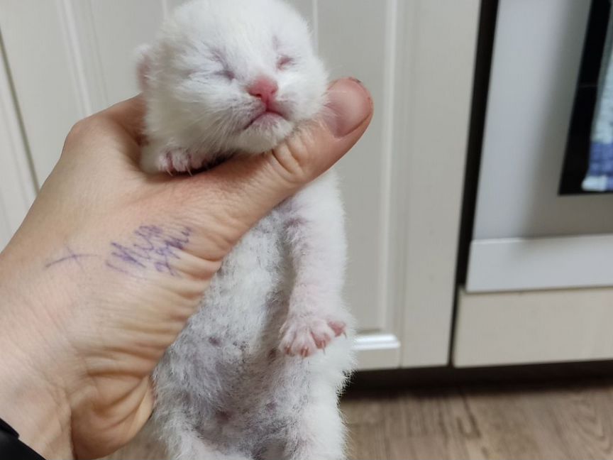 Отдам котят в добрые руки